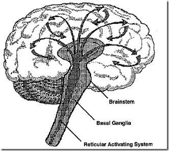 Reticular Activating System | Young Adult Crisis Hotline's Weblog
